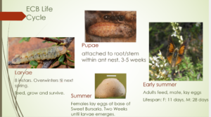 ECB Life Stages - Eltham Copper